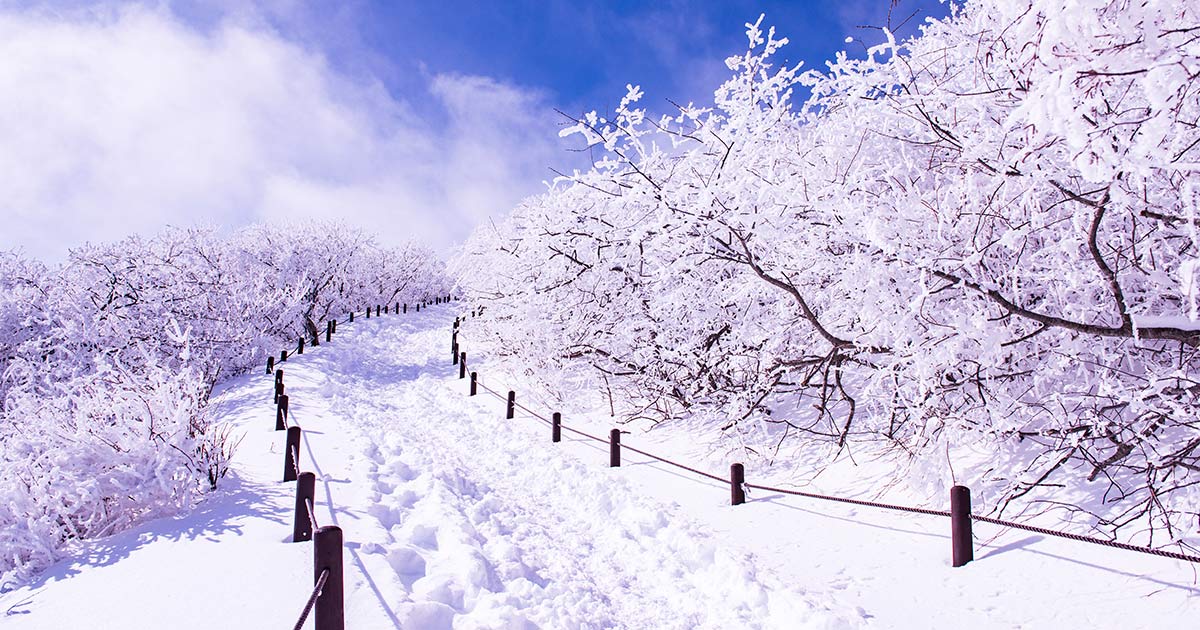 2020 Taebaeksan Snow Festival Shuttle Bus Package - from Seoul - Trazy ...