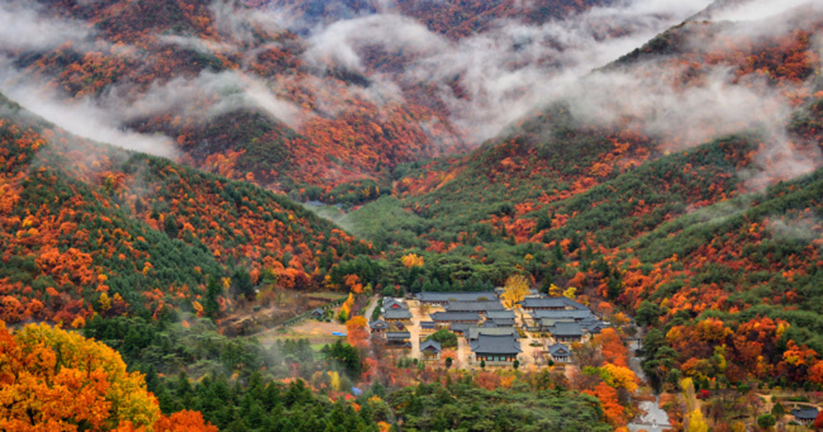 Korea Autumn/Fall Foliage 1 Day Tour 2023 to Busan & Vicinity - Trazy ...