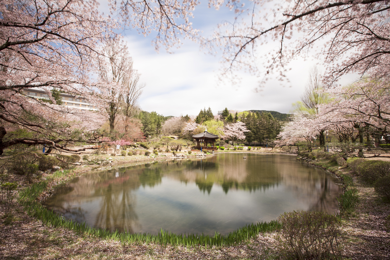 Spring Special: Gyeongju Cherry Blossom Tours